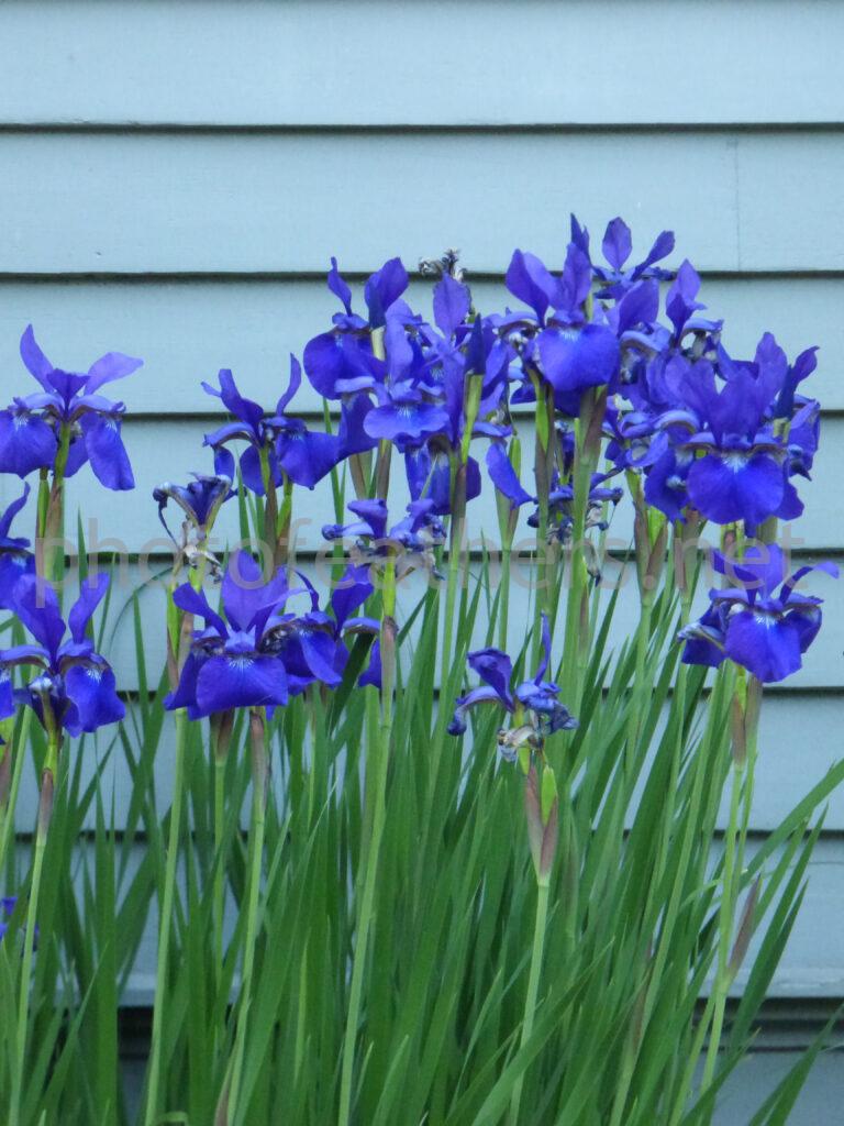 Iris II - Photofeathers : Photofeathers