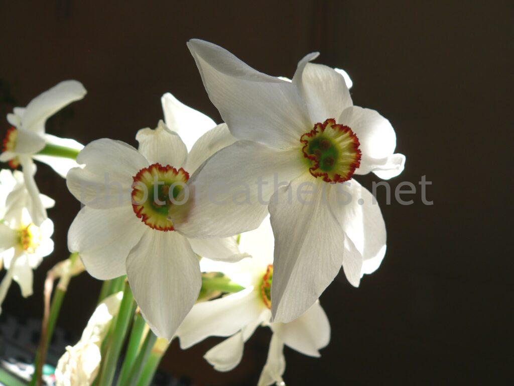Flowers Archives - Photofeathers : Photofeathers